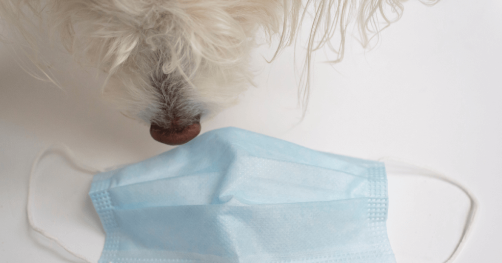 Should Super Sniffer Dogs Be The New Way Of Controlling The Spread Of ...